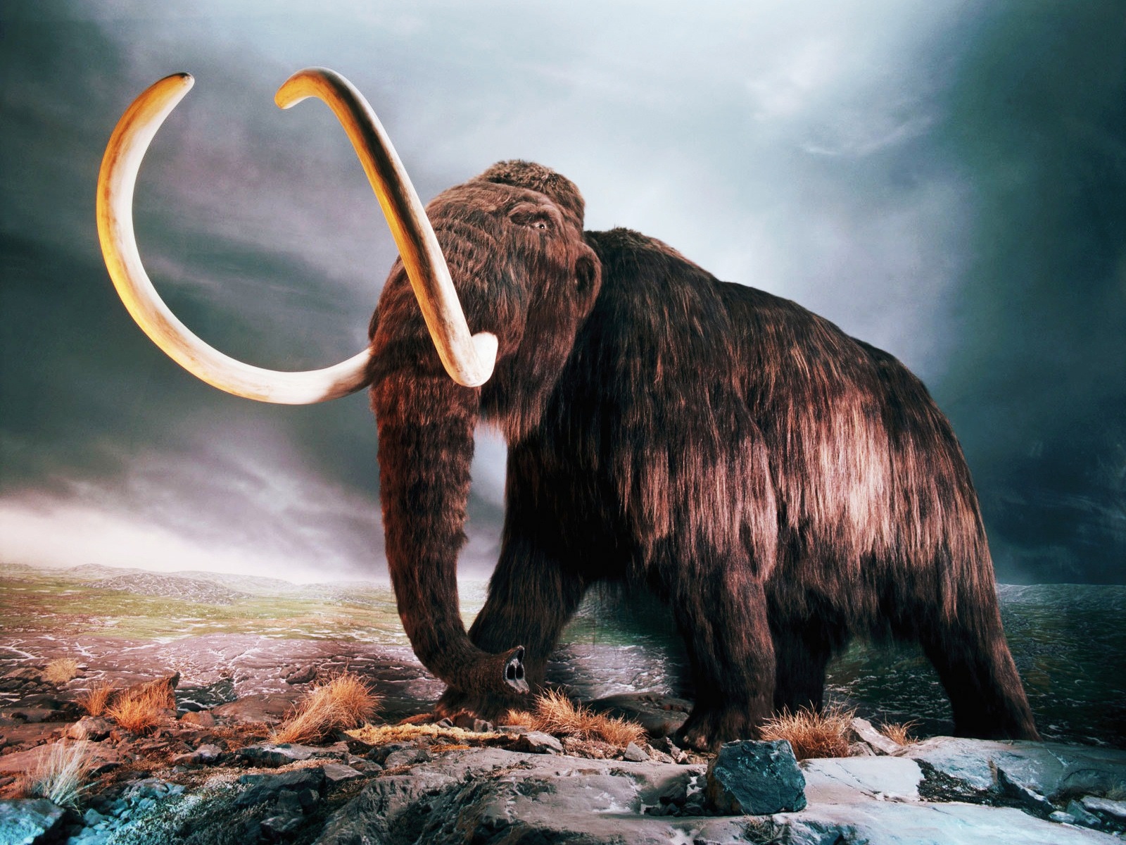 Woolly Mammoth Wallpapers | Wallpapers HD Woolly Mammoth Wallpapers | Wallpapers HD