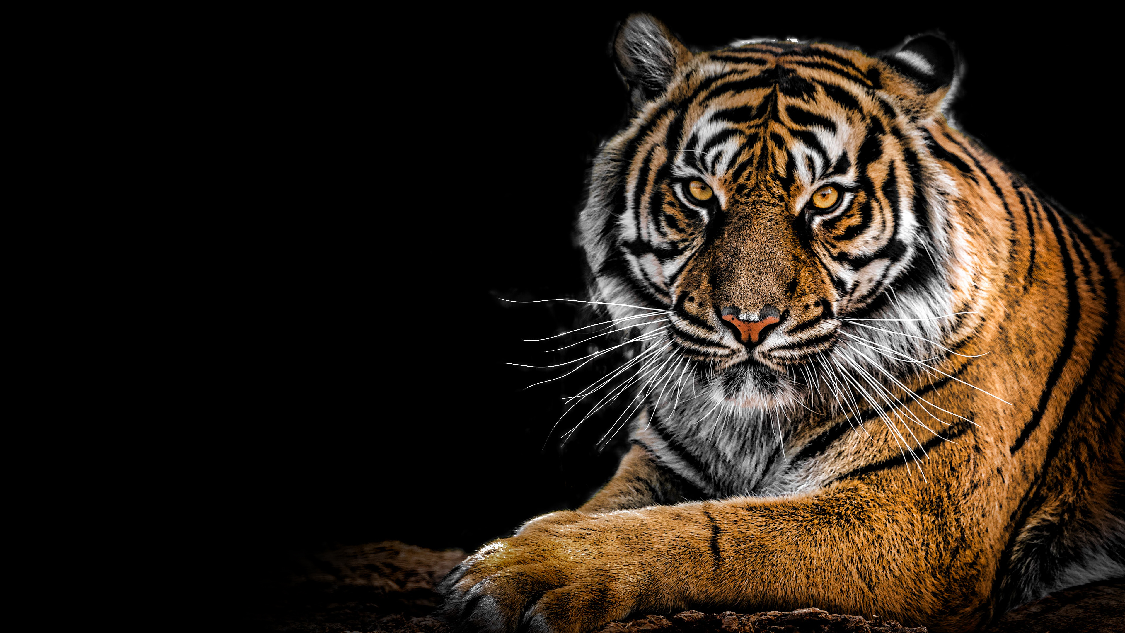 Tiger 4K 1 Wallpapers | Wallpapers HD